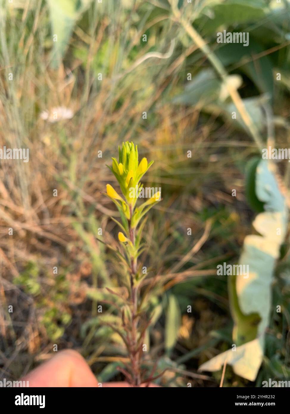 Orthocarpus luteus hi-res stock photography and images - Alamy