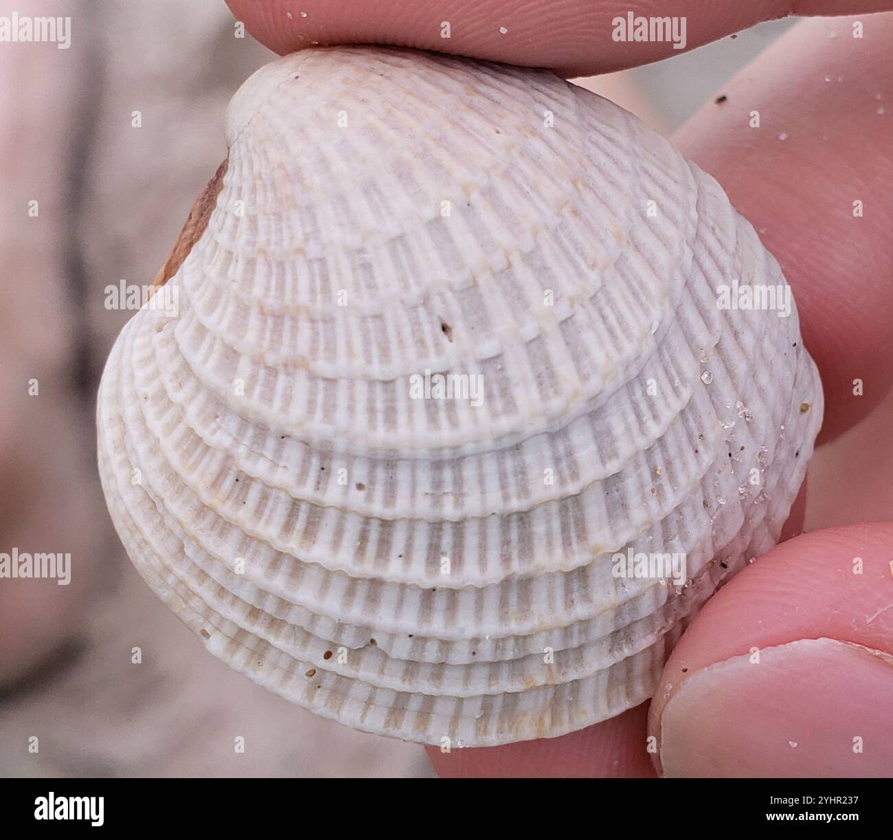 Cross-barred Venus (Chione elevata Stock Photo - Alamy