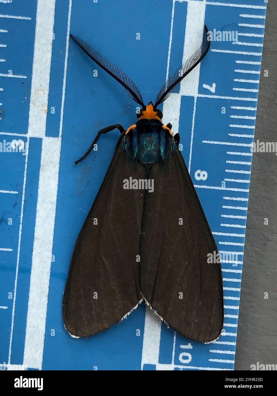 Virginia ctenucha moth virginica hi-res stock photography and images ...