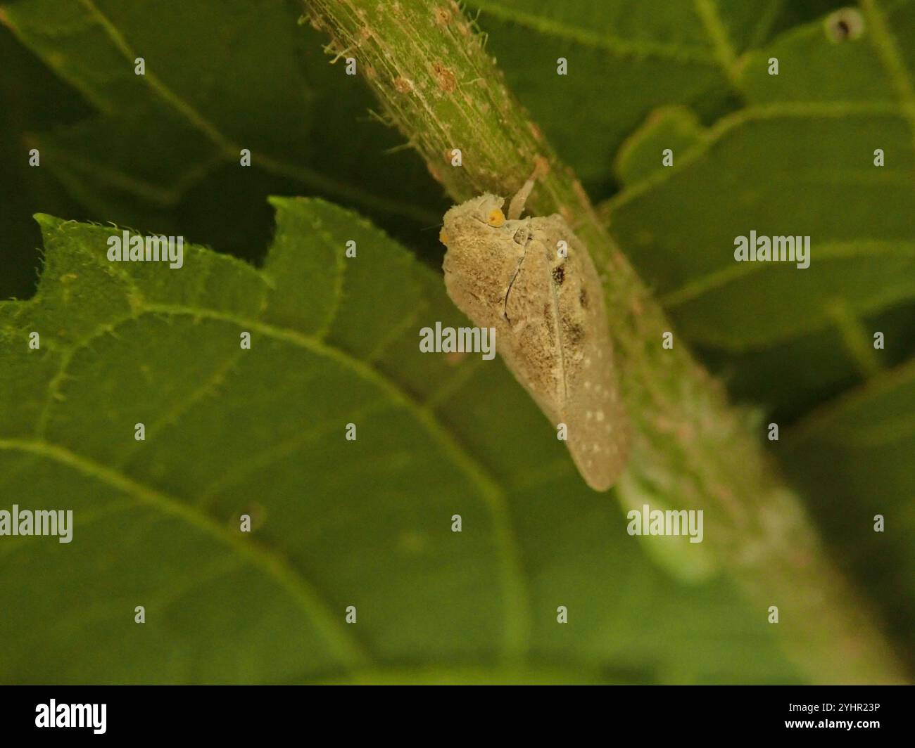 Citrus Flatid Planthopper (Metcalfa pruinosa Stock Photo - Alamy