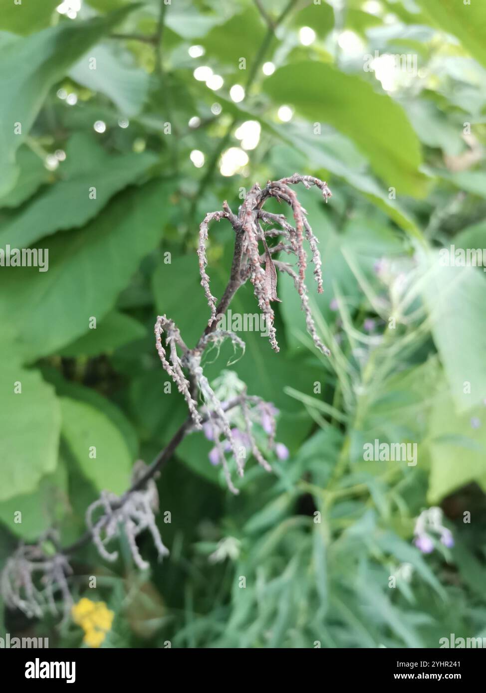 Giant Knotweed (Reynoutria sachalinensis Stock Photo - Alamy