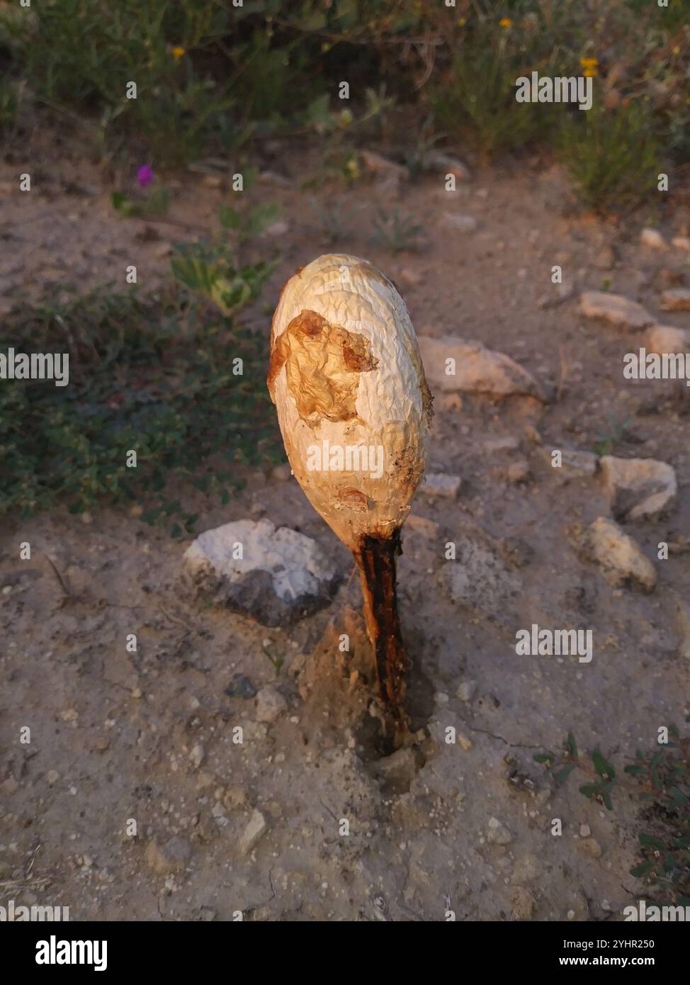 Podaxis hi-res stock photography and images - Alamy