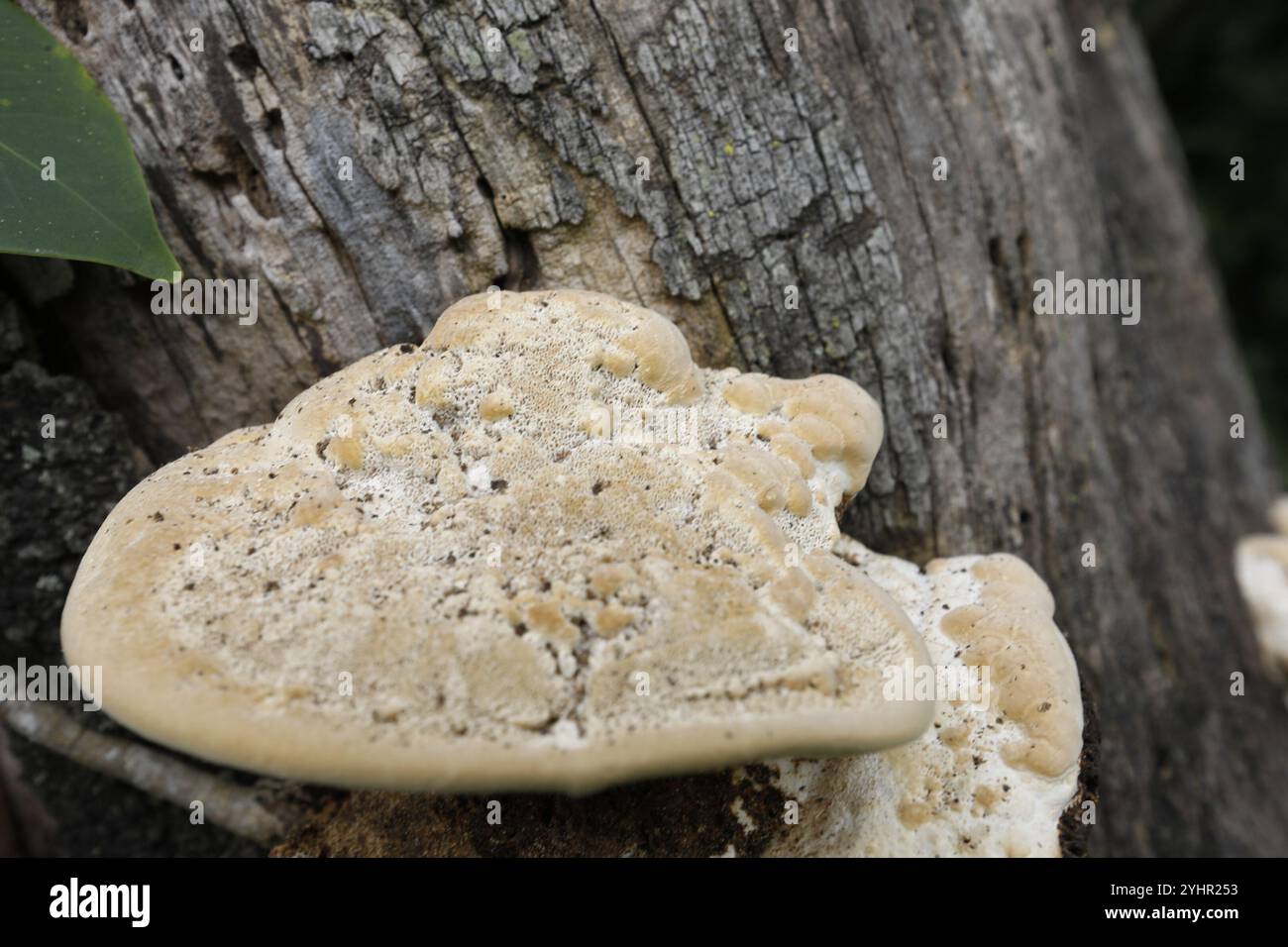 shelf fungi (Polyporales Stock Photo - Alamy