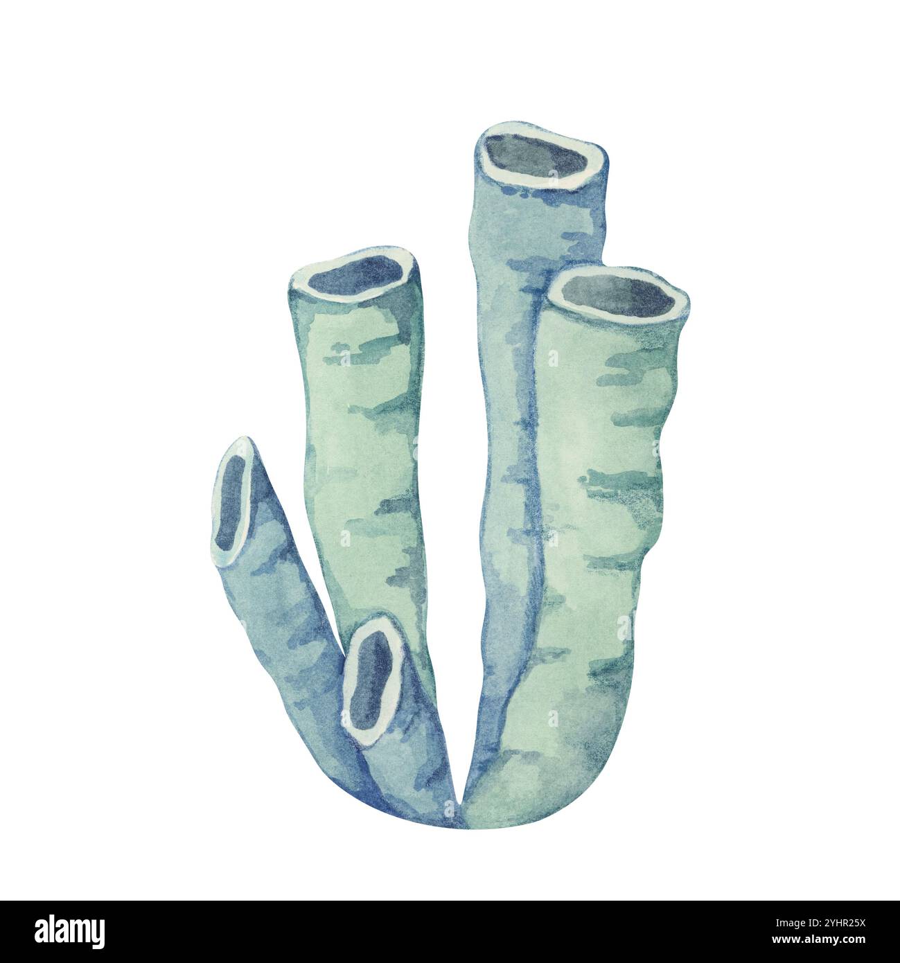 Tube sponge underwater Cut Out Stock Images & Pictures - Alamy