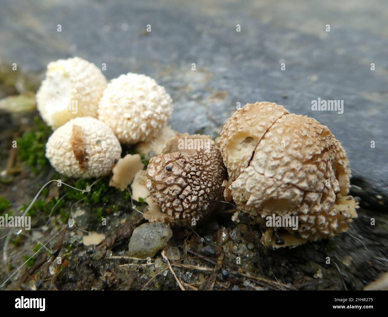 Peeling puffball hi-res stock photography and images - Alamy