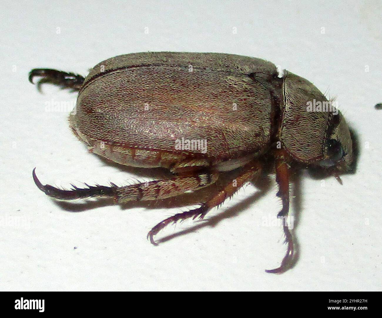 Adoretus hi-res stock photography and images - Alamy