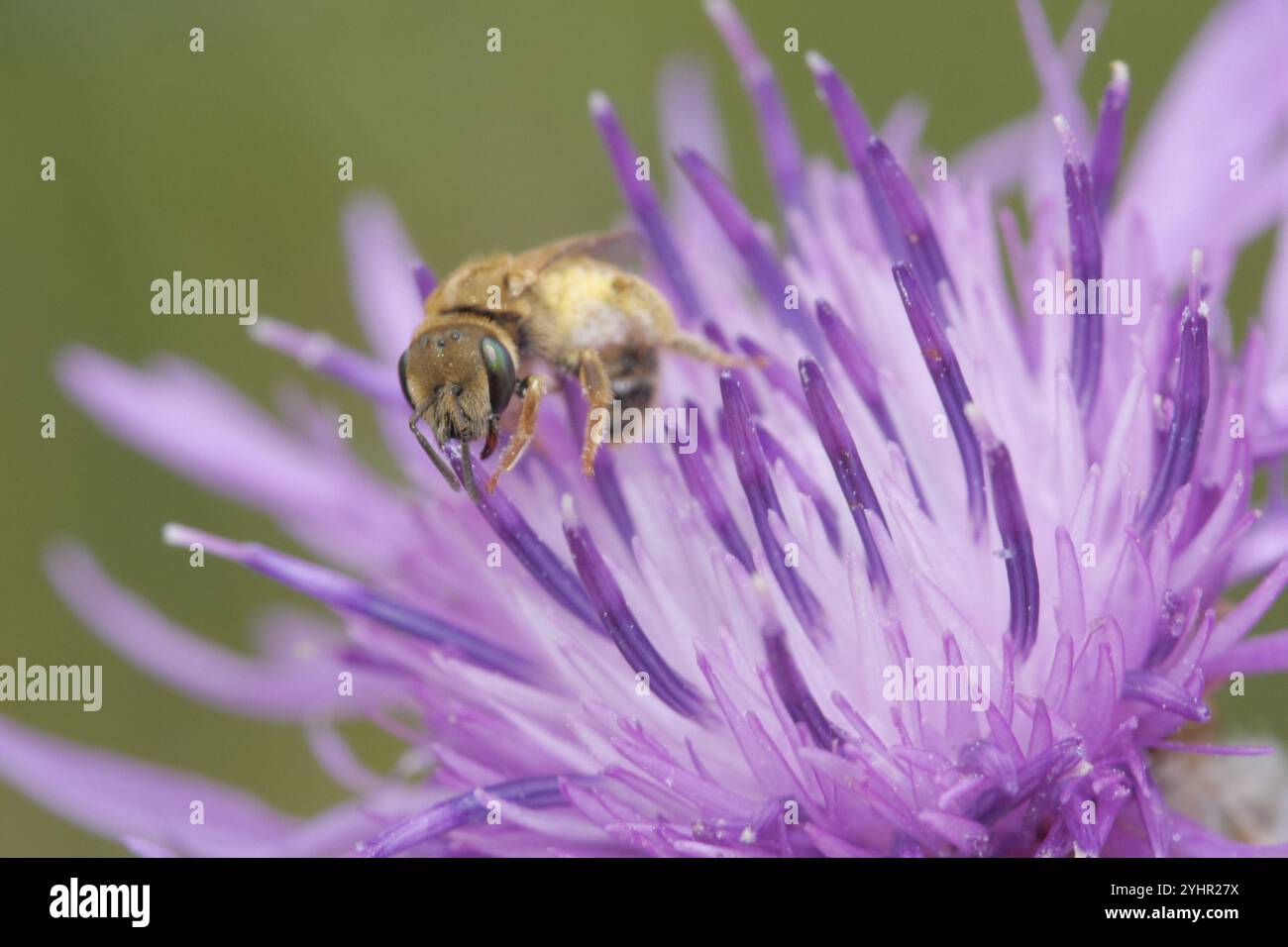 Halictus subauratus hi-res stock photography and images - Alamy