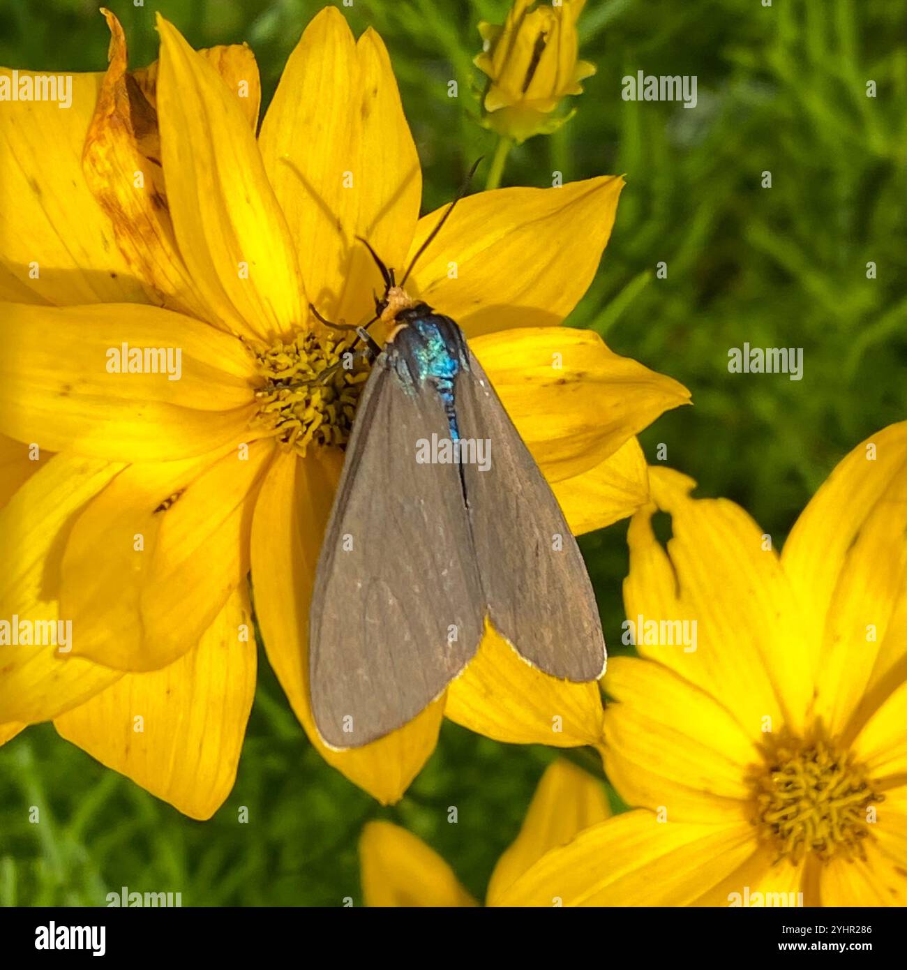 Virginia Ctenucha Moth (Ctenucha virginica Stock Photo - Alamy