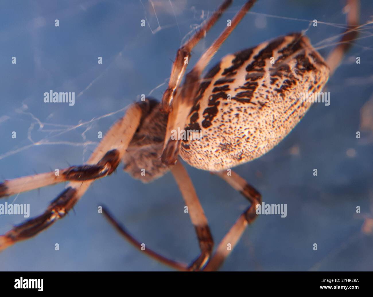 Nephilingis cruentata hi-res stock photography and images - Alamy