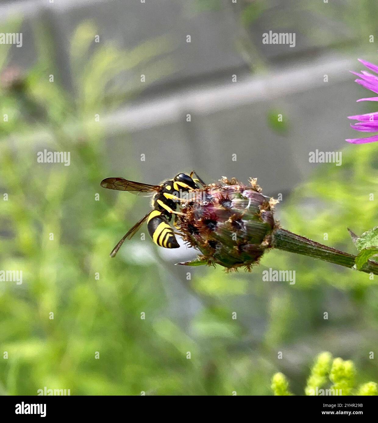 European tube wasp (Ancistrocerus gazella Stock Photo - Alamy