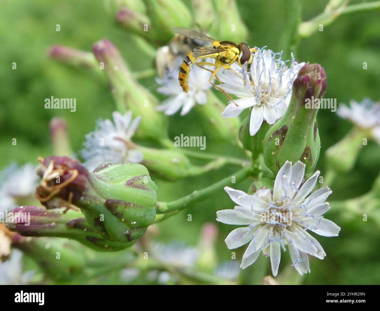 tall blue lettuce (Lactuca biennis Stock Photo - Alamy