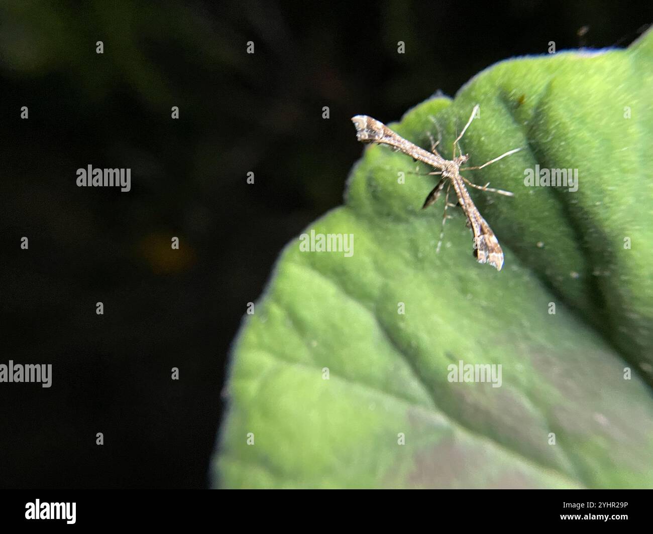 Geranium plume moth hi-res stock photography and images - Alamy