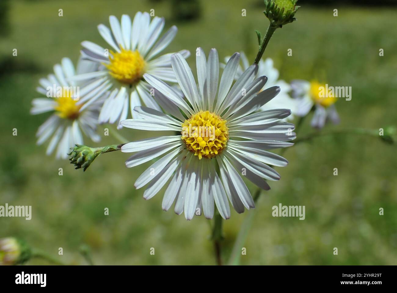 Subalpine Fleabane (Erigeron glacialis glacialis Stock Photo - Alamy