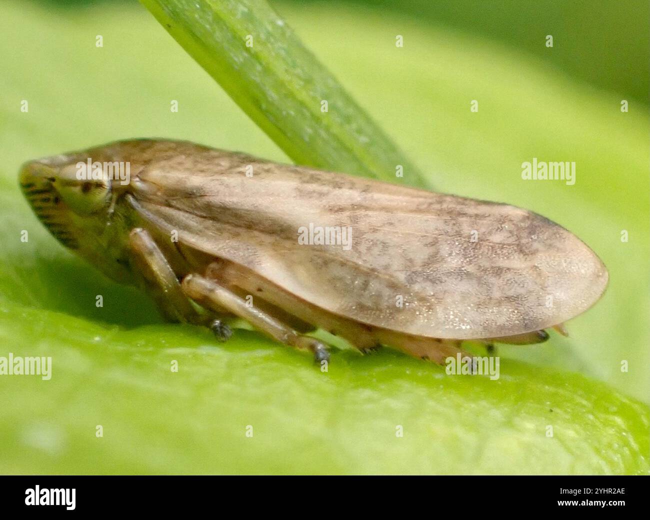 Meadow Spittlebug (Philaenus spumarius Stock Photo - Alamy