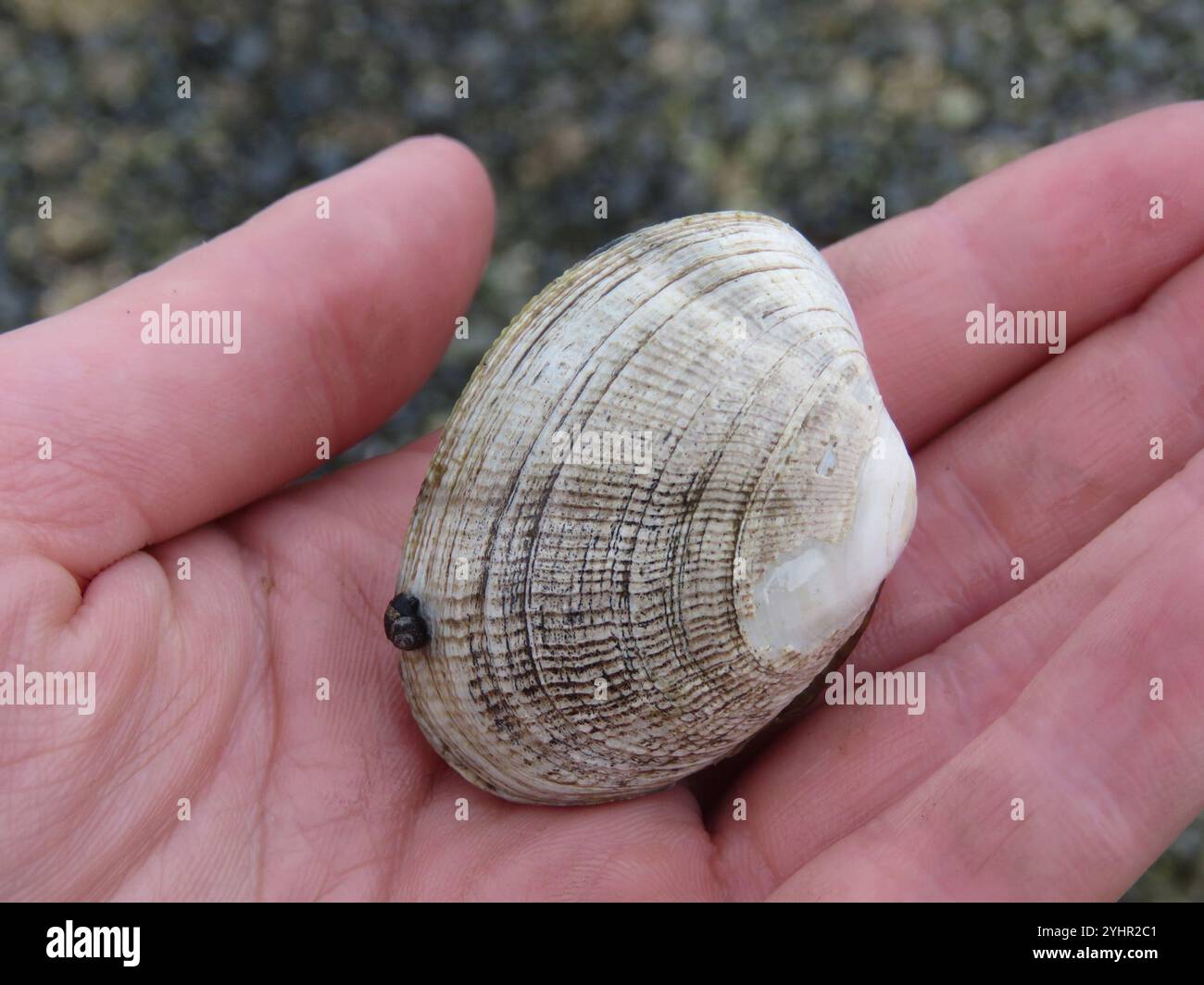 Japanese Littleneck (Ruditapes philippinarum Stock Photo - Alamy