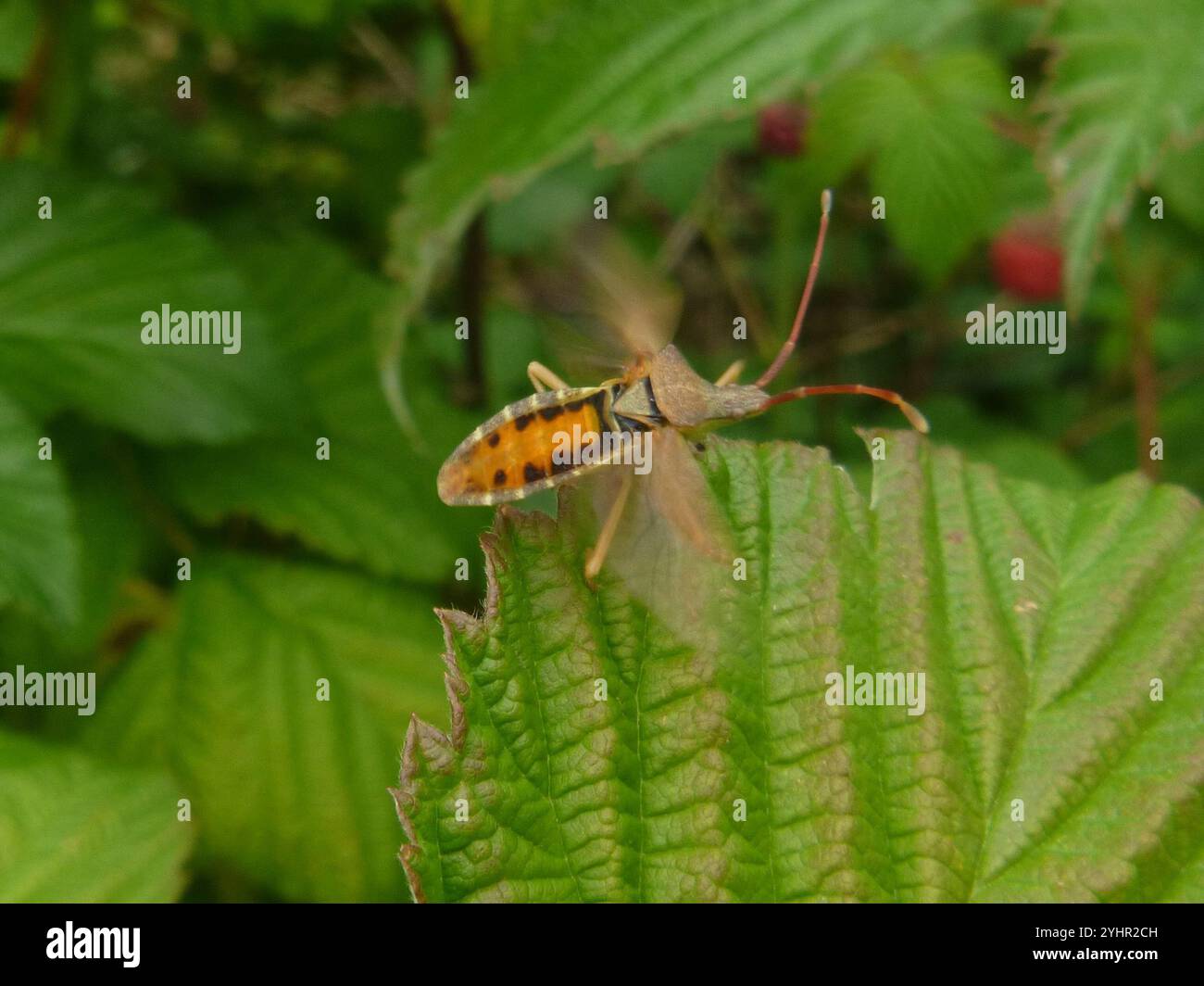 Box Bug (Gonocerus acuteangulatus Stock Photo - Alamy