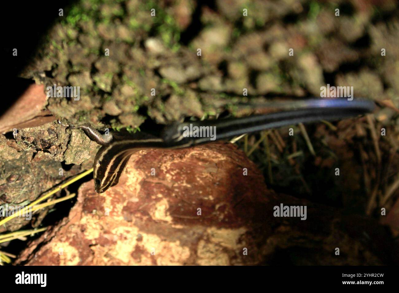 Common Five-lined Skink (Plestiodon fasciatus Stock Photo - Alamy