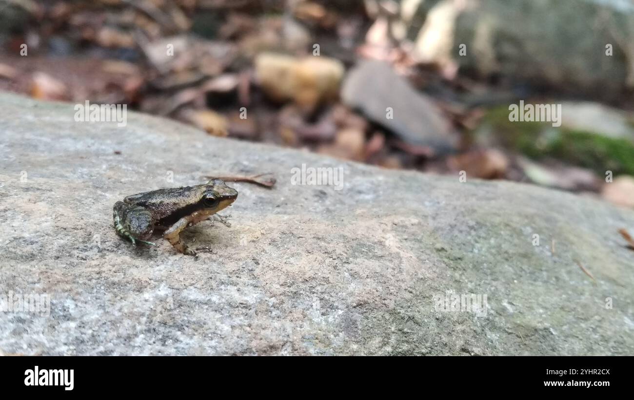 Silent Valley Dancing Frog (Micrixalus thampii Stock Photo - Alamy