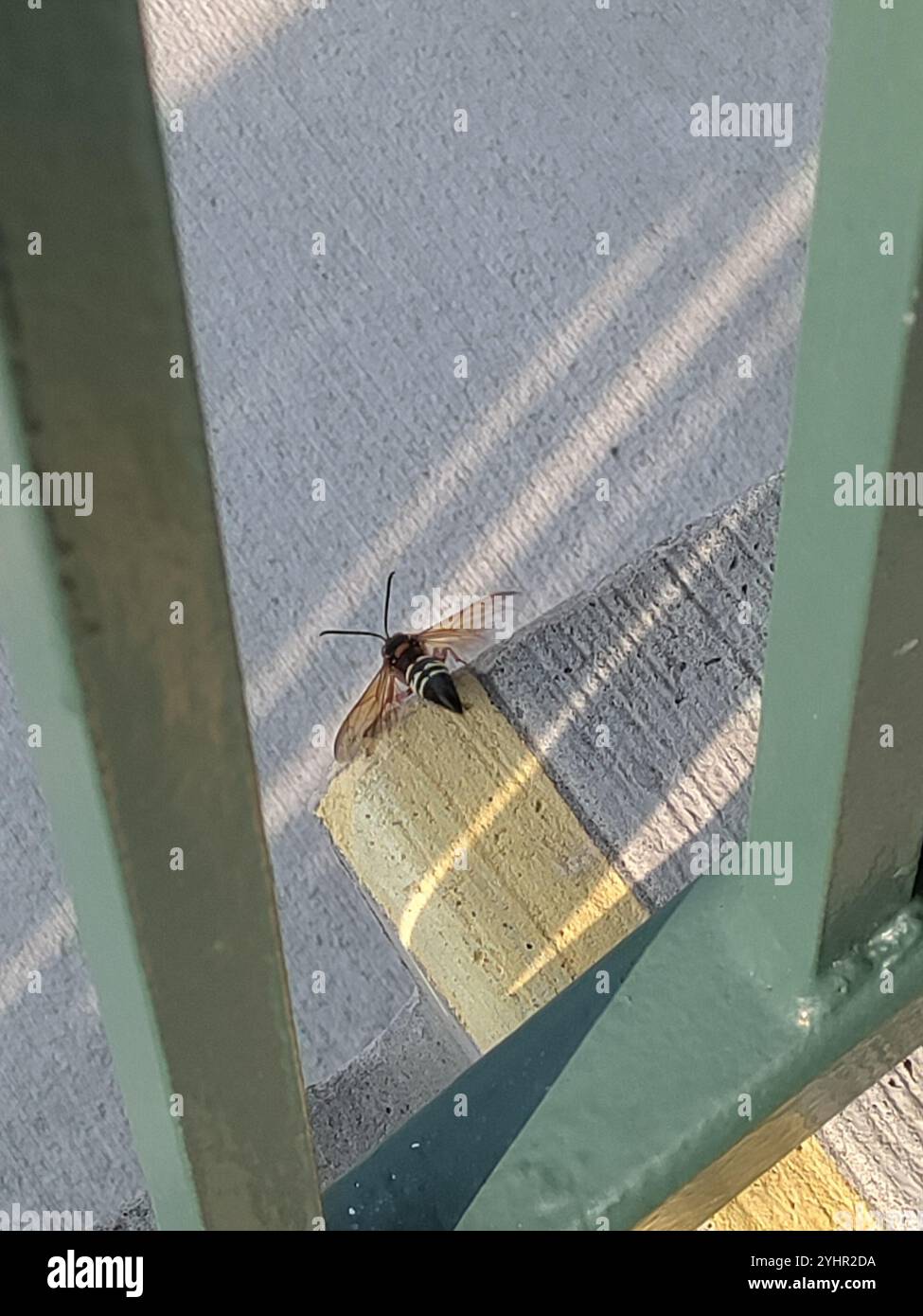Eastern Cicada-killer Wasp (Sphecius speciosus Stock Photo - Alamy