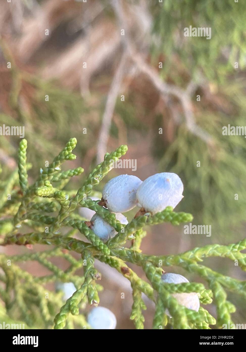 Utah Juniper (Juniperus osteosperma Stock Photo - Alamy