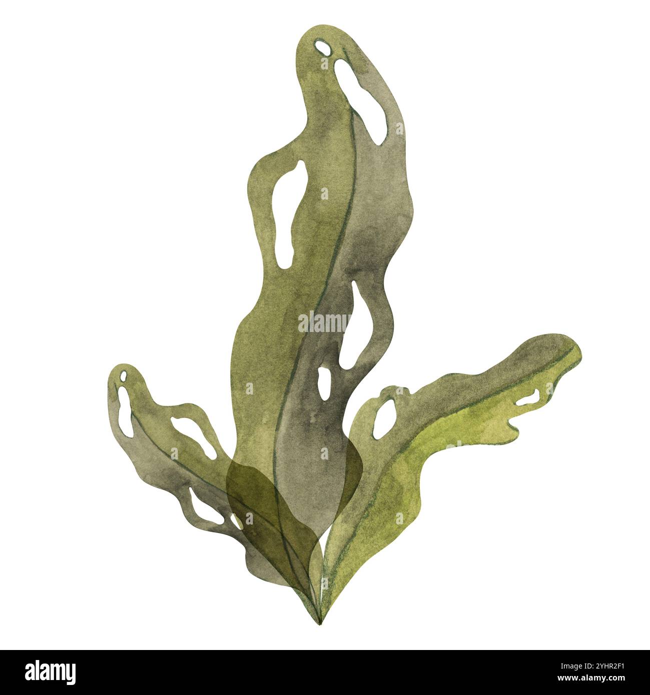 Seaweed clipart hi-res stock photography and images - Alamy