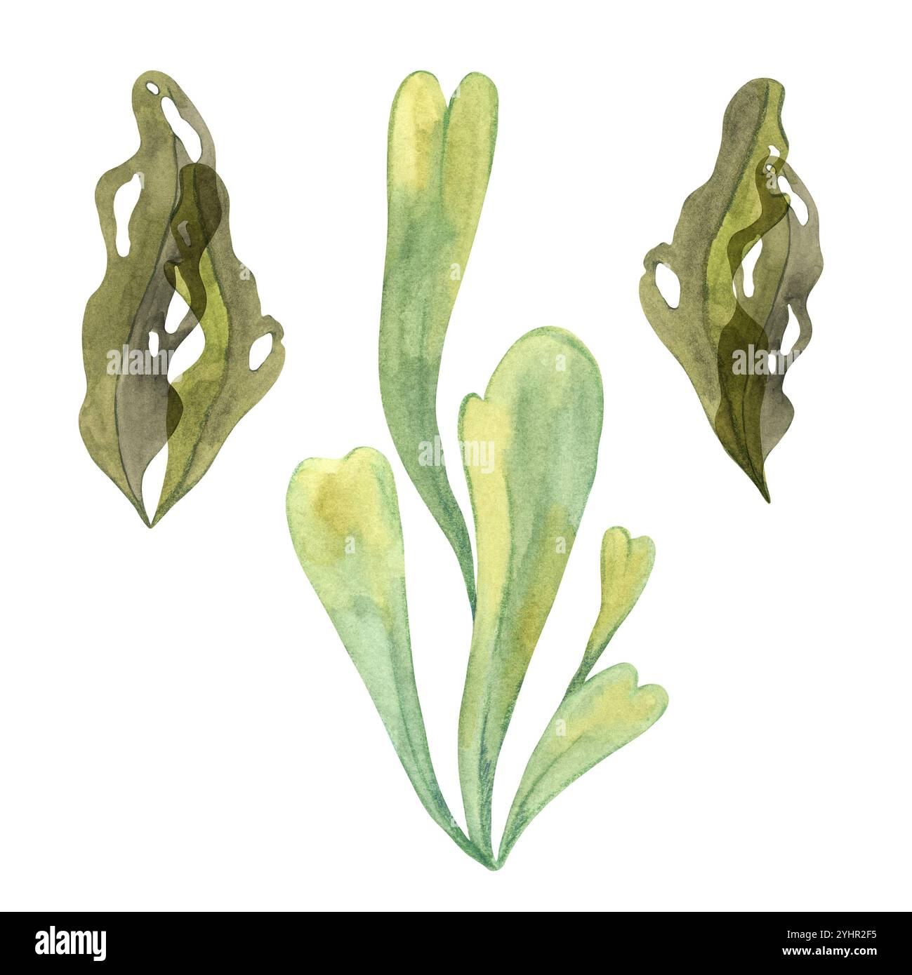Yellow-green watercolor seaweed and brown kelp clipart. Laminaria and Caulerpa Algae, sea grapes ...