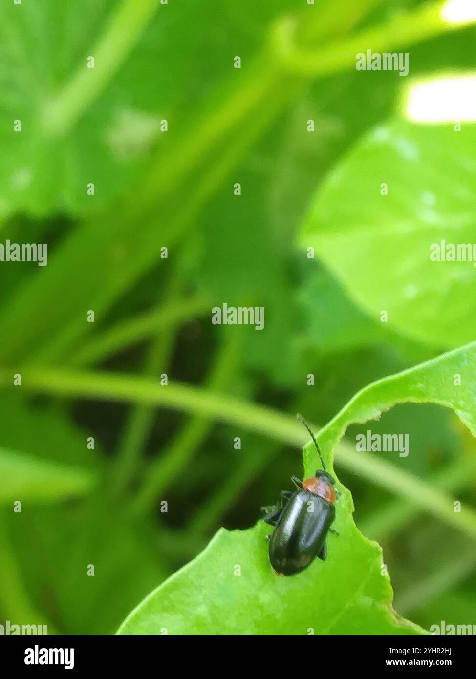 Flea Beetles (Alticini Stock Photo - Alamy