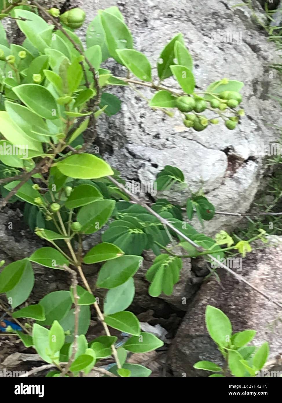 scrambling clerodendrum (Volkameria inermis Stock Photo - Alamy