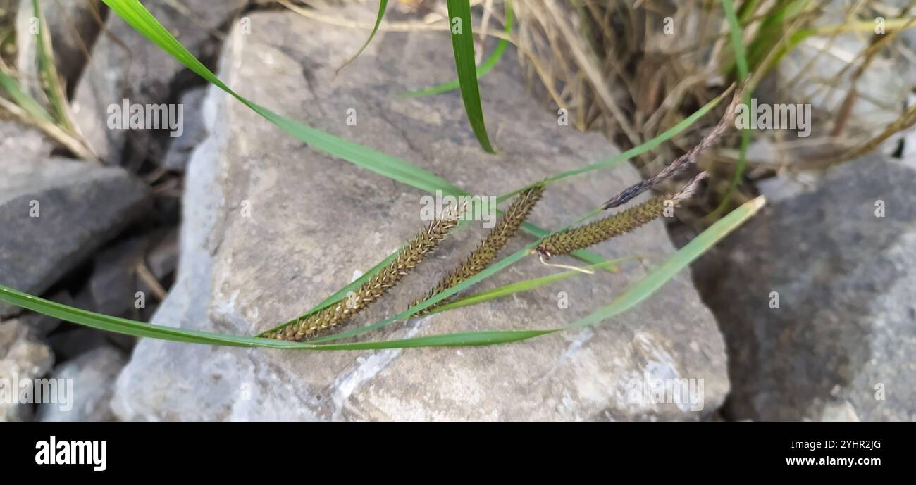 slender tufted-sedge (Carex acuta Stock Photo - Alamy