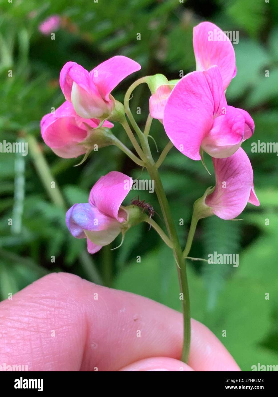 Narrow-leaved Everlasting-pea (Lathyrus sylvestris Stock Photo - Alamy
