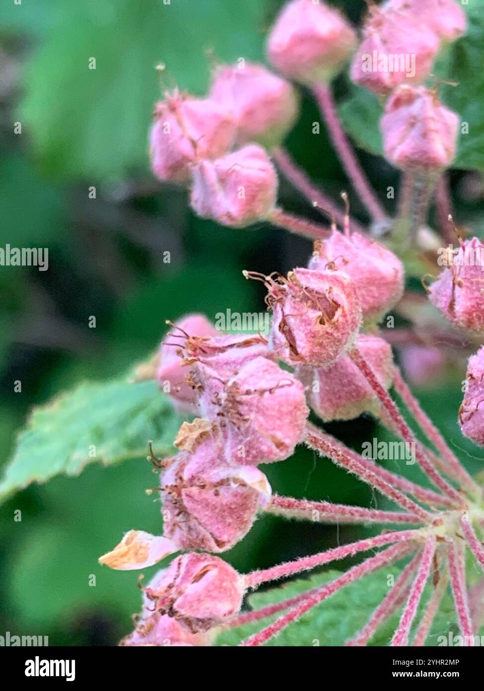 mallow-leaf ninebark (Physocarpus malvaceus Stock Photo - Alamy