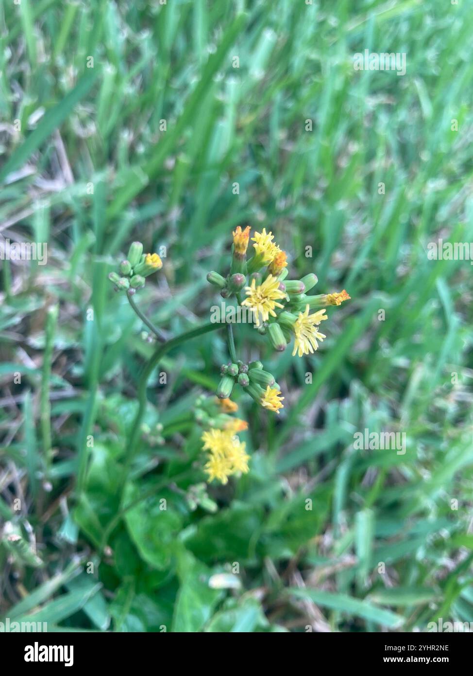 Oriental false hawksbeard (Youngia japonica Stock Photo - Alamy