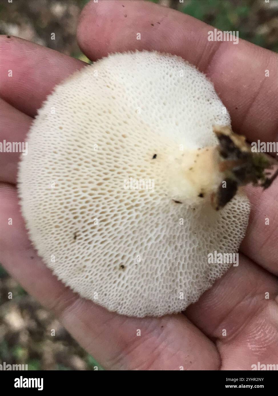 Polyporus tuberaster hi-res stock photography and images - Alamy