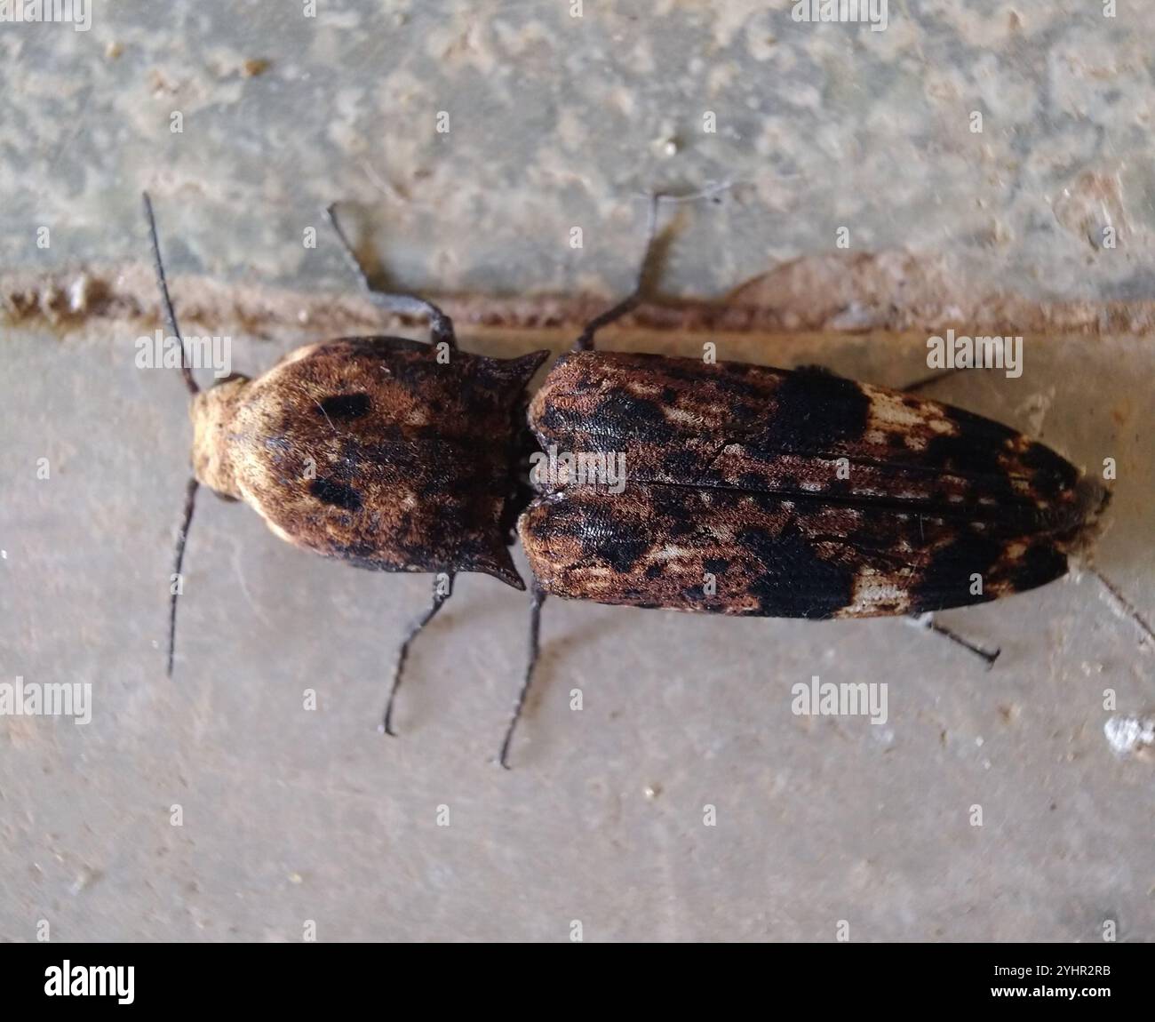 Alveolatus hi-res stock photography and images - Alamy