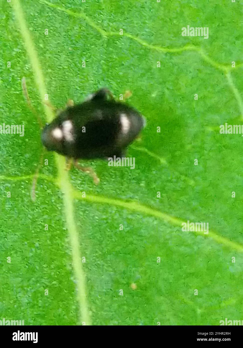 Flea Beetles (Alticini Stock Photo - Alamy