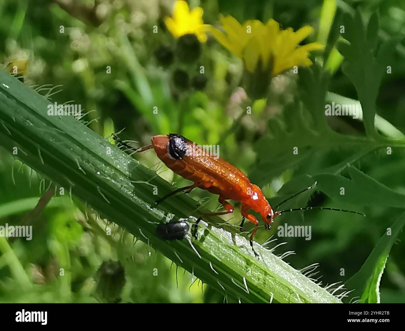 Common Red Soldier Beetle (Rhagonycha fulva Stock Photo - Alamy