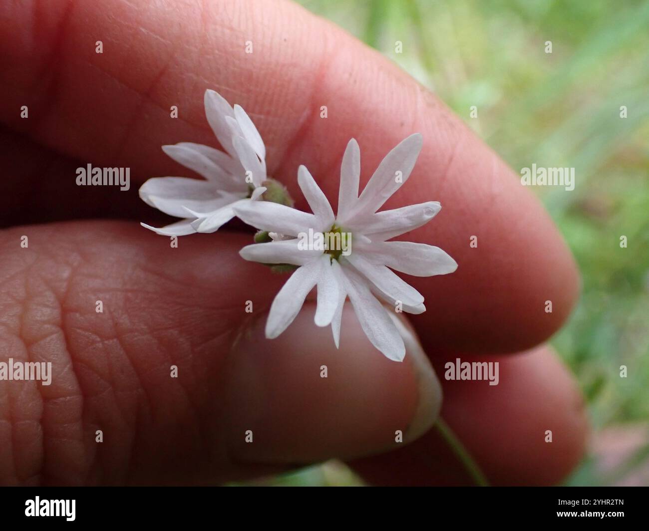 smallflower woodland star (Lithophragma parviflorum Stock Photo - Alamy