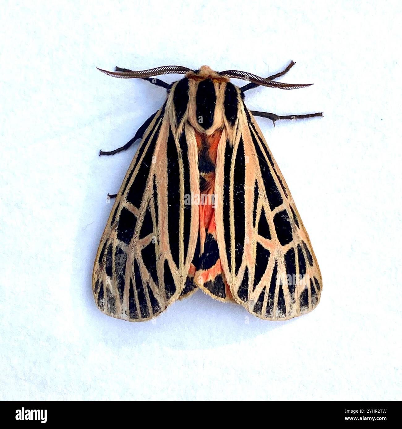 Virgin Tiger Moth (Apantesis virgo Stock Photo - Alamy