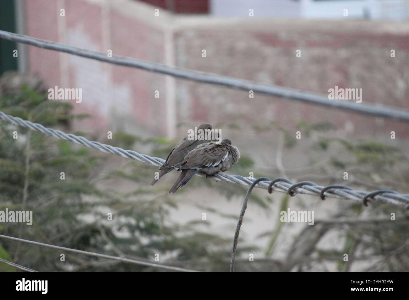 West Peruvian Dove (Zenaida meloda Stock Photo - Alamy