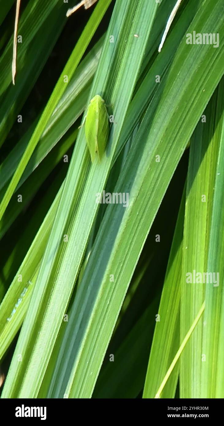Green Cone-headed Planthopper (Acanalonia conica Stock Photo - Alamy