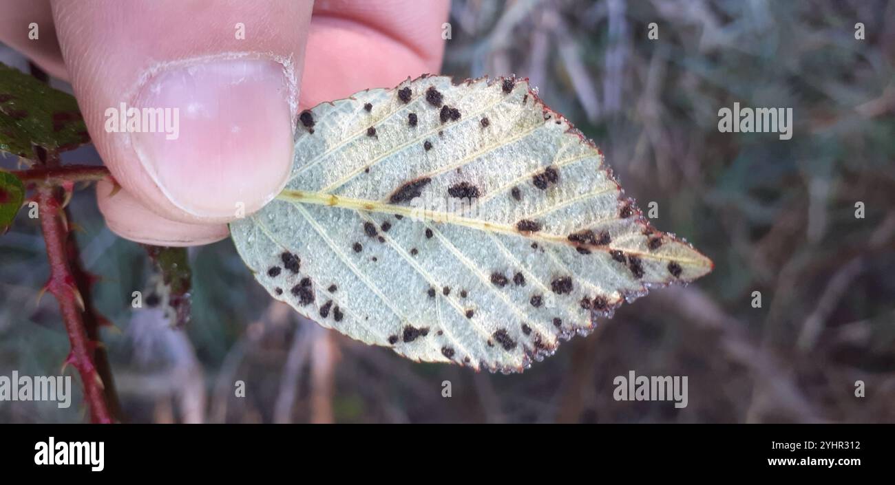 Phragmidium violaceum phragmidium violaceum hi-res stock photography ...