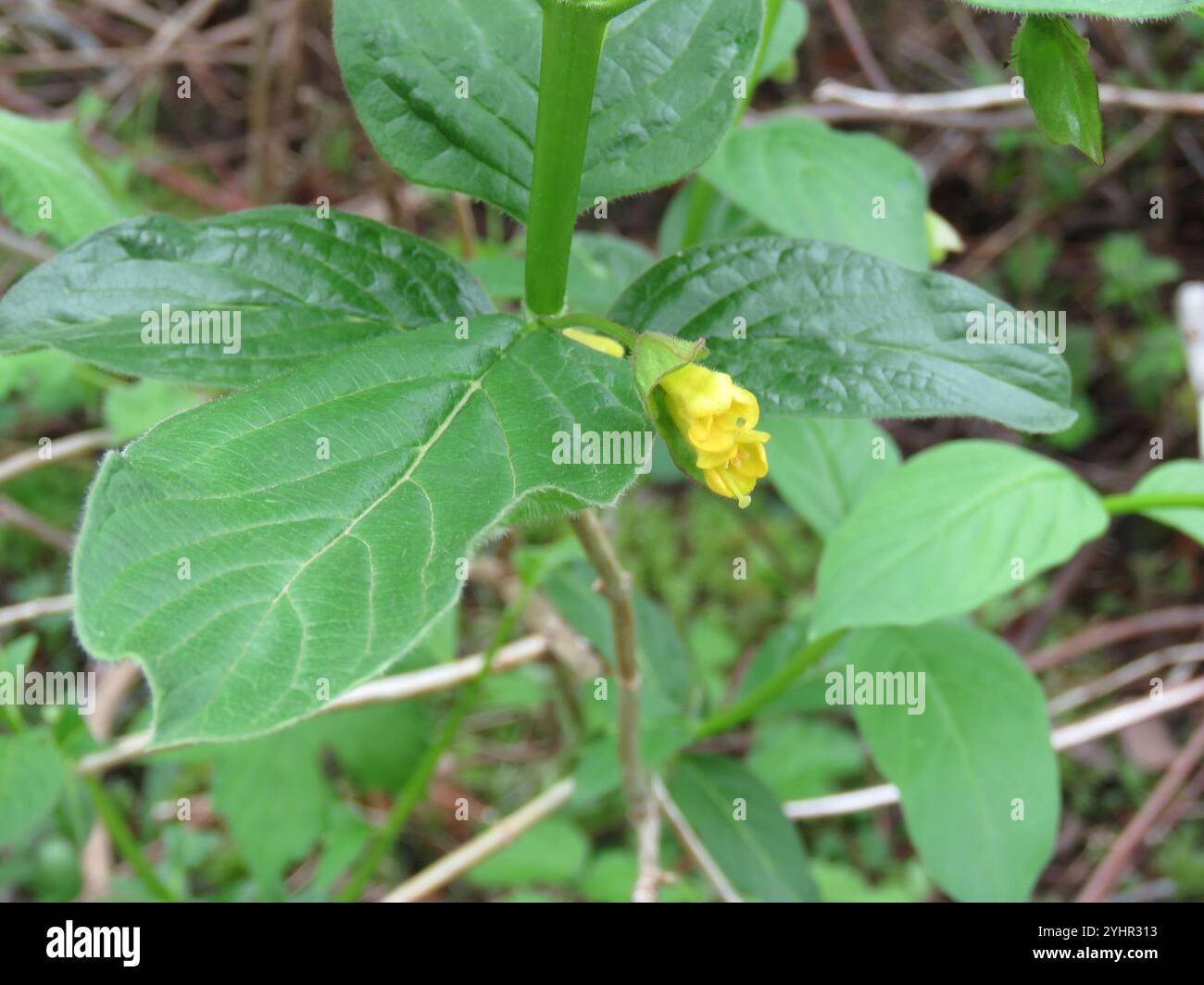 twinberry honeysuckle (Lonicera involucrata Stock Photo - Alamy