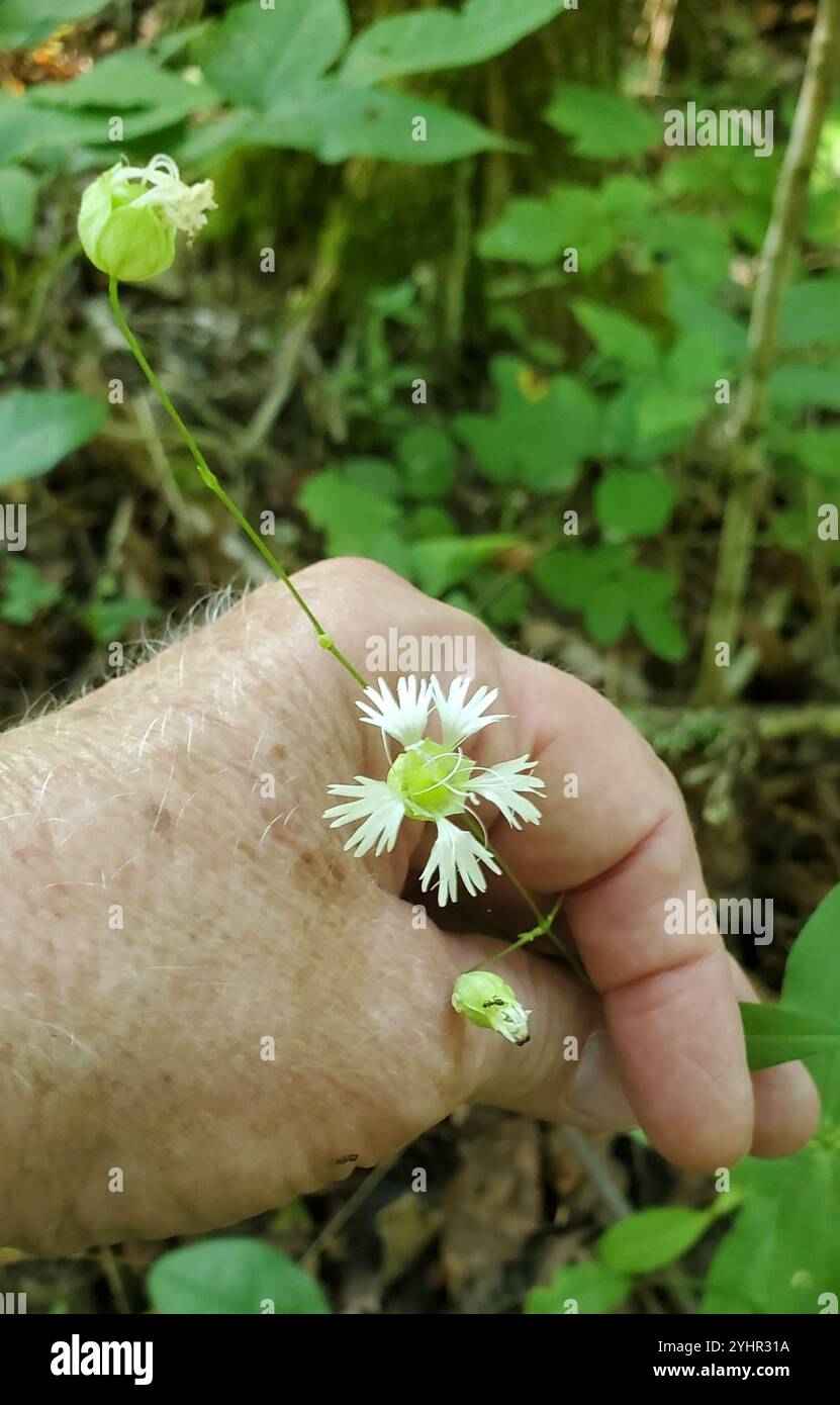 starry campion (Silene stellata Stock Photo - Alamy