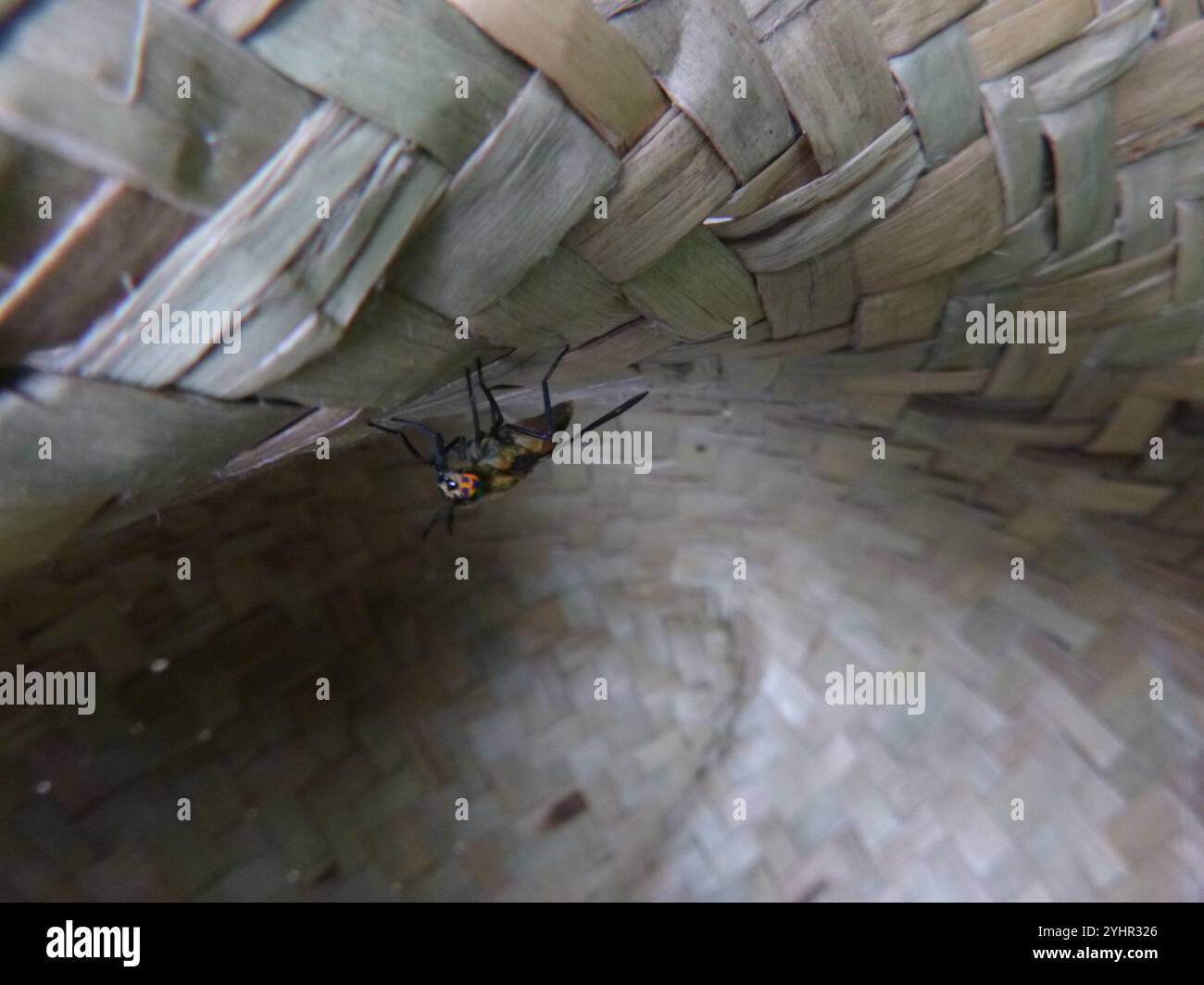 Twin-lobed Deer Fly (Chrysops relictus Stock Photo - Alamy