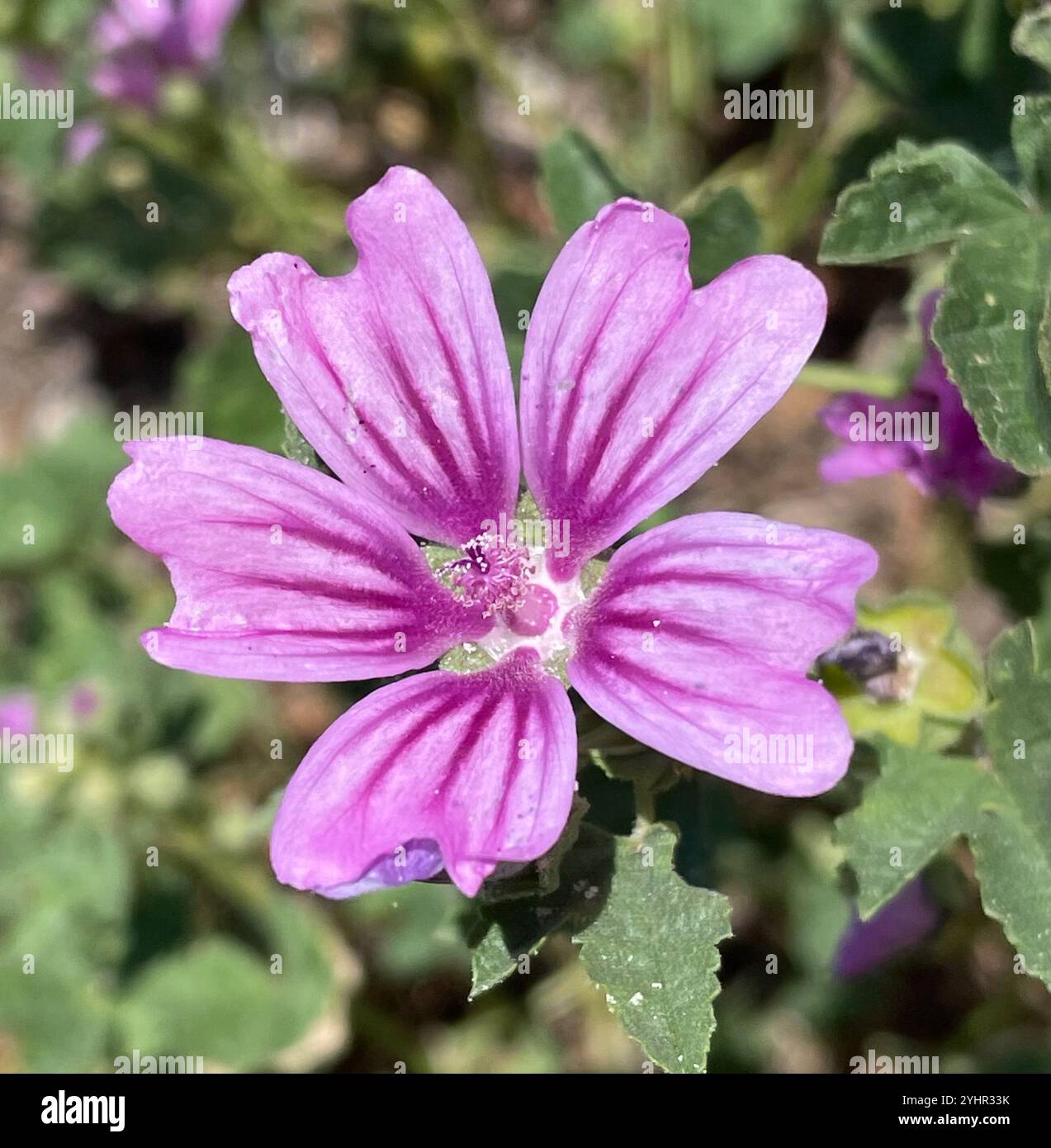 Common Mallow (Malva sylvestris Stock Photo - Alamy