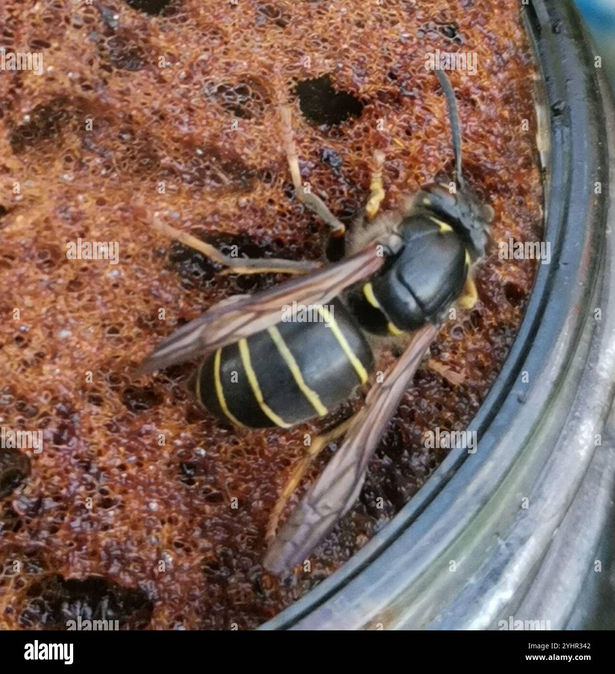 Median Wasp (Dolichovespula media Stock Photo - Alamy
