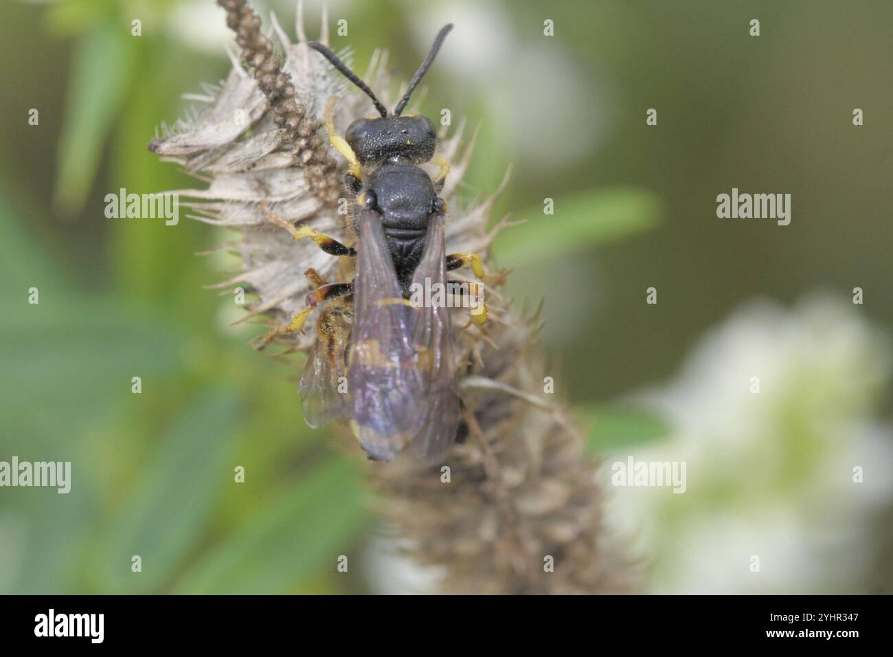 Ornate-tailed Digger Wasp (Cerceris rybyensis Stock Photo - Alamy