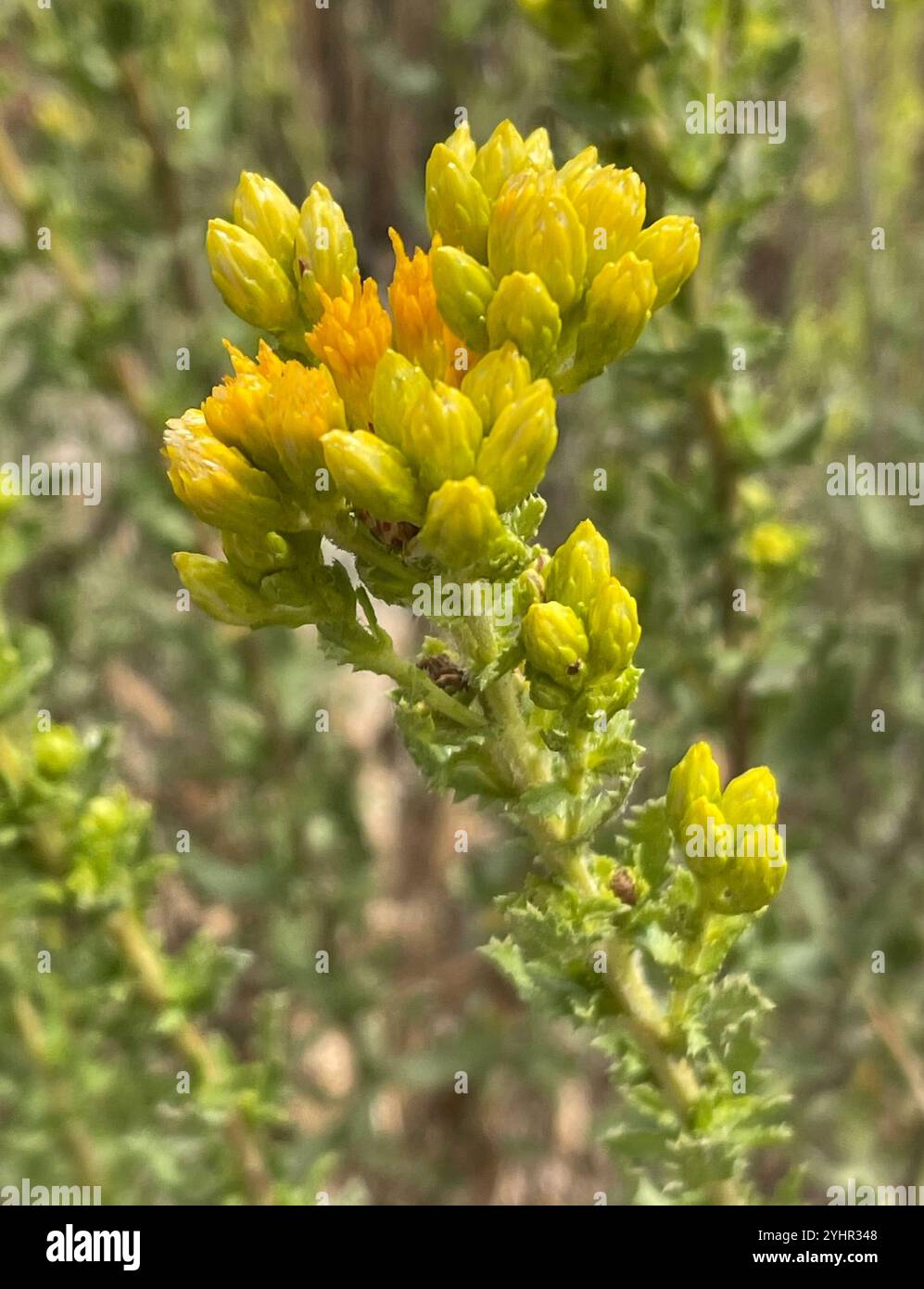 Coastal Goldenbush (Isocoma menziesii Stock Photo - Alamy