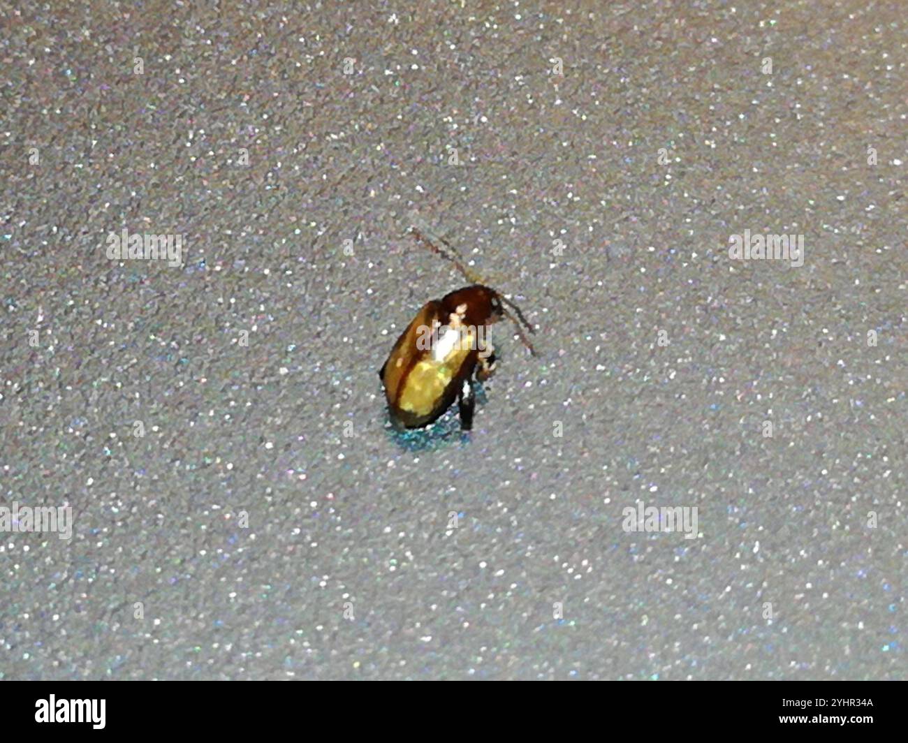 Longitarsus hi-res stock photography and images - Alamy