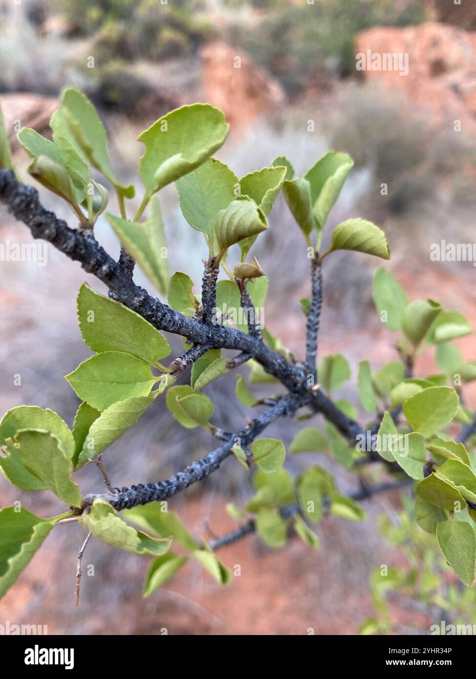 single-leaf ash (Fraxinus anomala Stock Photo - Alamy
